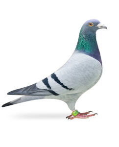 Pigeons – Hawa Pigeons